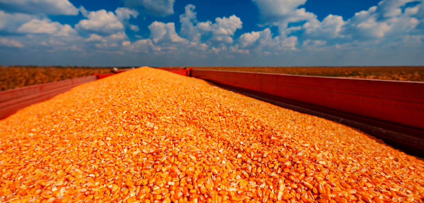 Free DP for New Local Corn and Soybean Delivers | luckeyfarmers.com