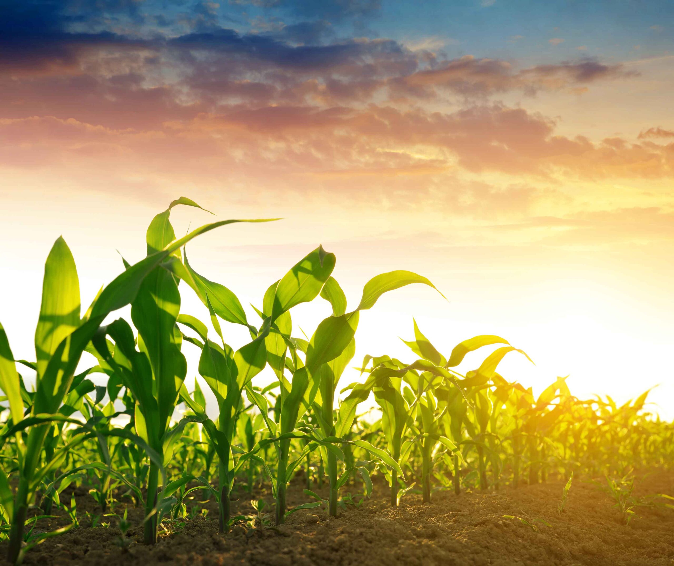 Enroll your 2025 Bushels in our Average Price Contract | luckeyfarmers.com